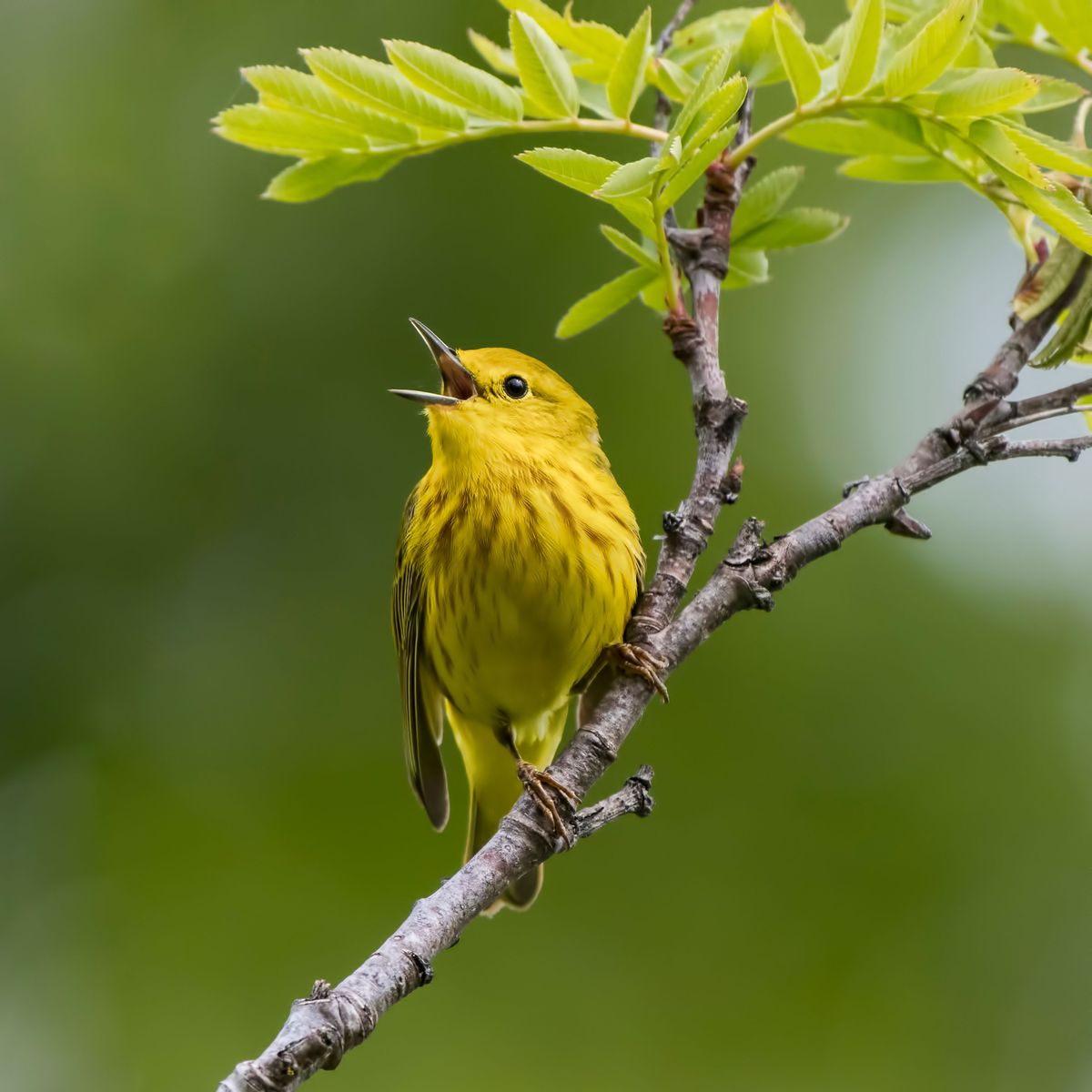 7 Common Types Of Songbirds To Invite Into Your Garden